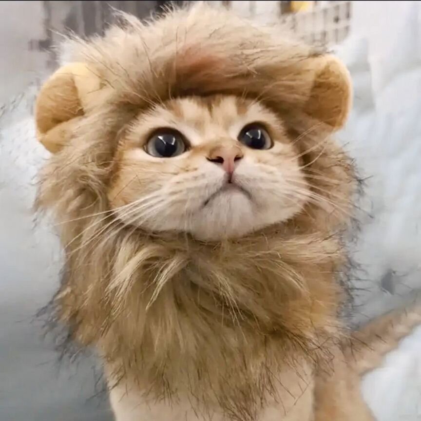 Шапка для кота