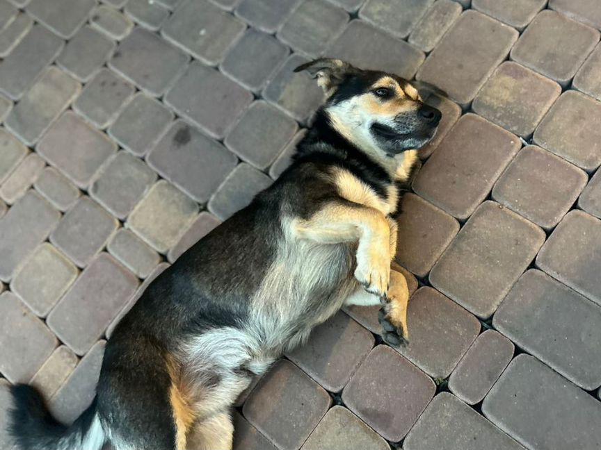 Кобель не большого размера в добрые руки