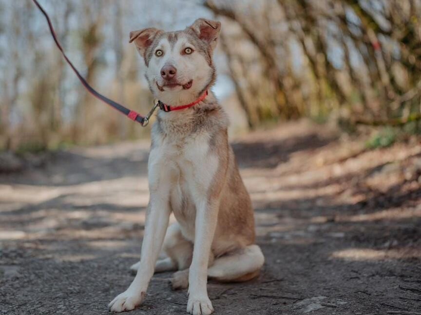 Лайка хаска собака красивая лучшая