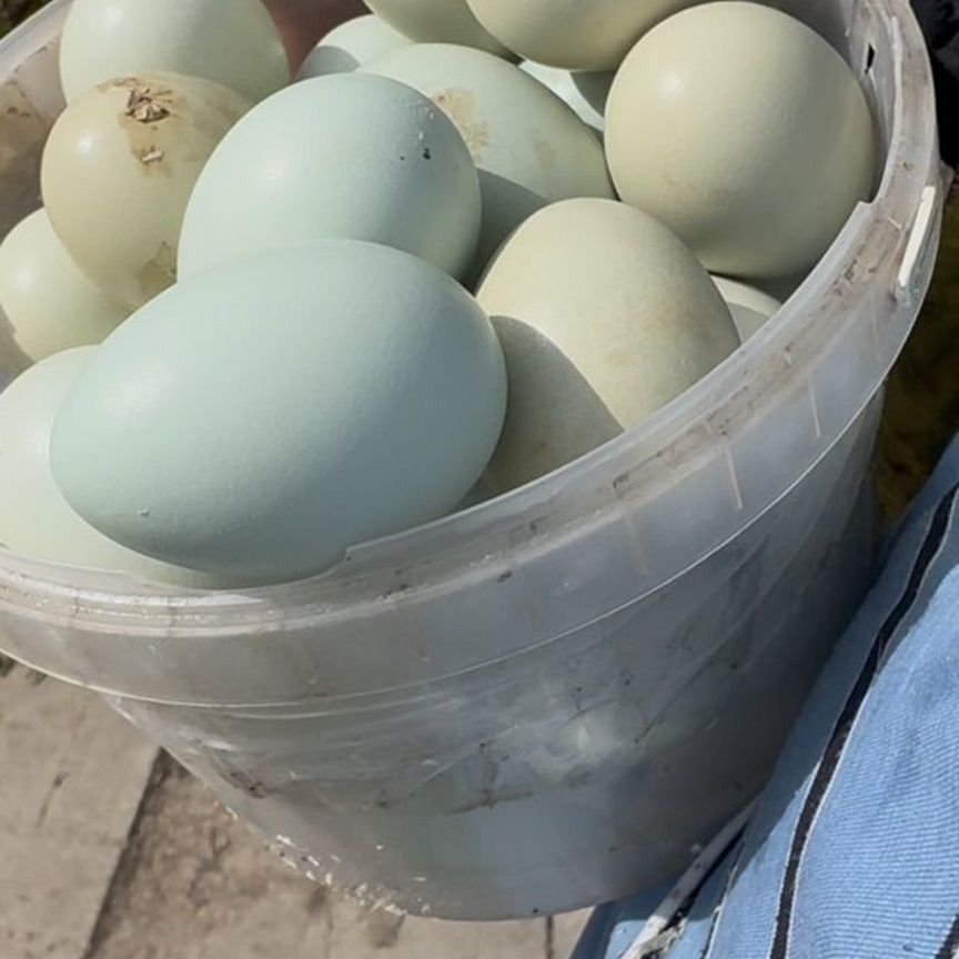 Цыплята пасхальные