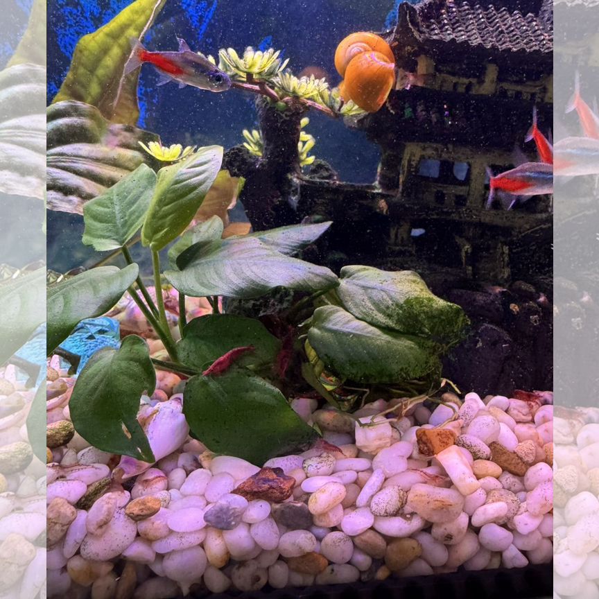 Креветки вишня