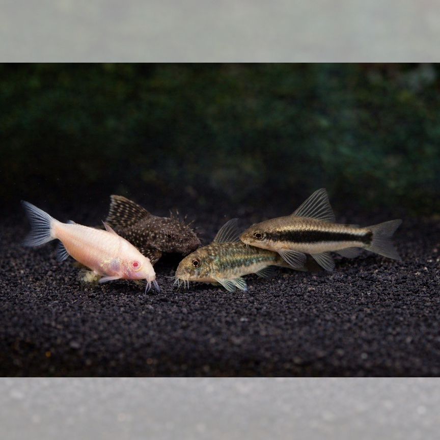 Анциструс коридорас бородоед