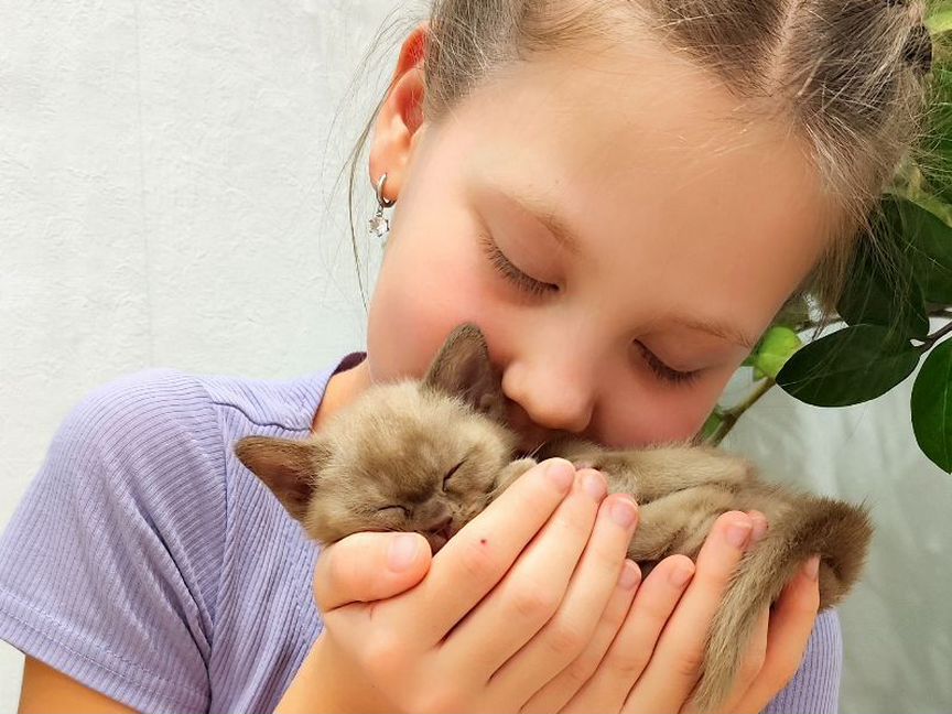 Бурманские котята шоколад