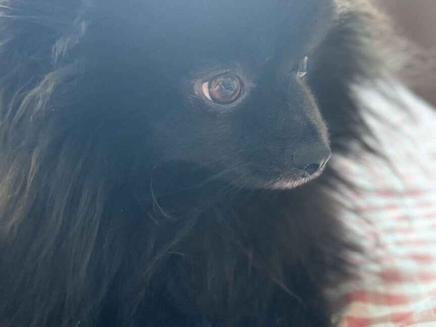 Померанский шпиц