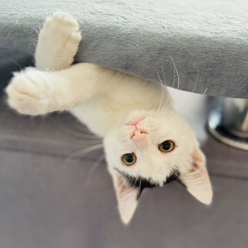 Котенок в добрые руки
