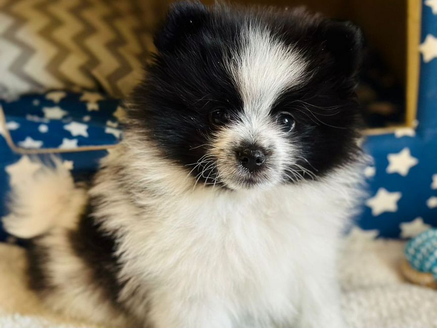 Малый немецкий шпиц щенки