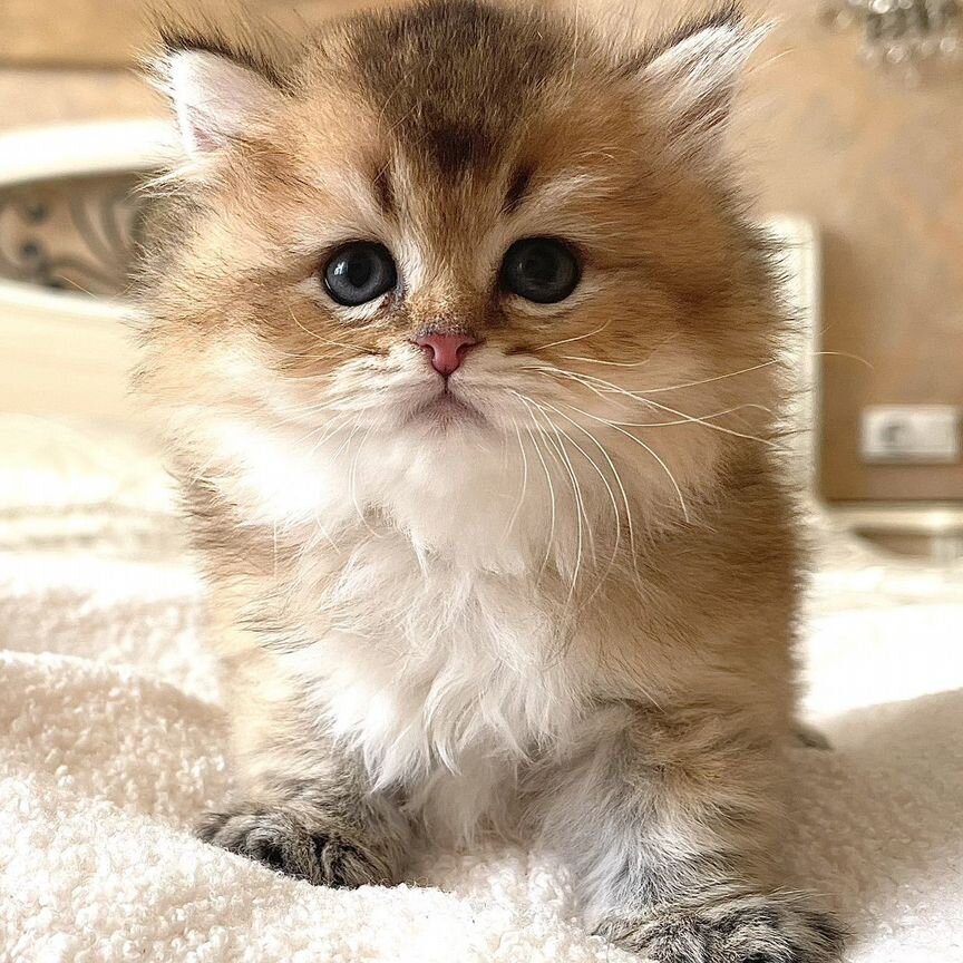 Элитный кот Хайленд