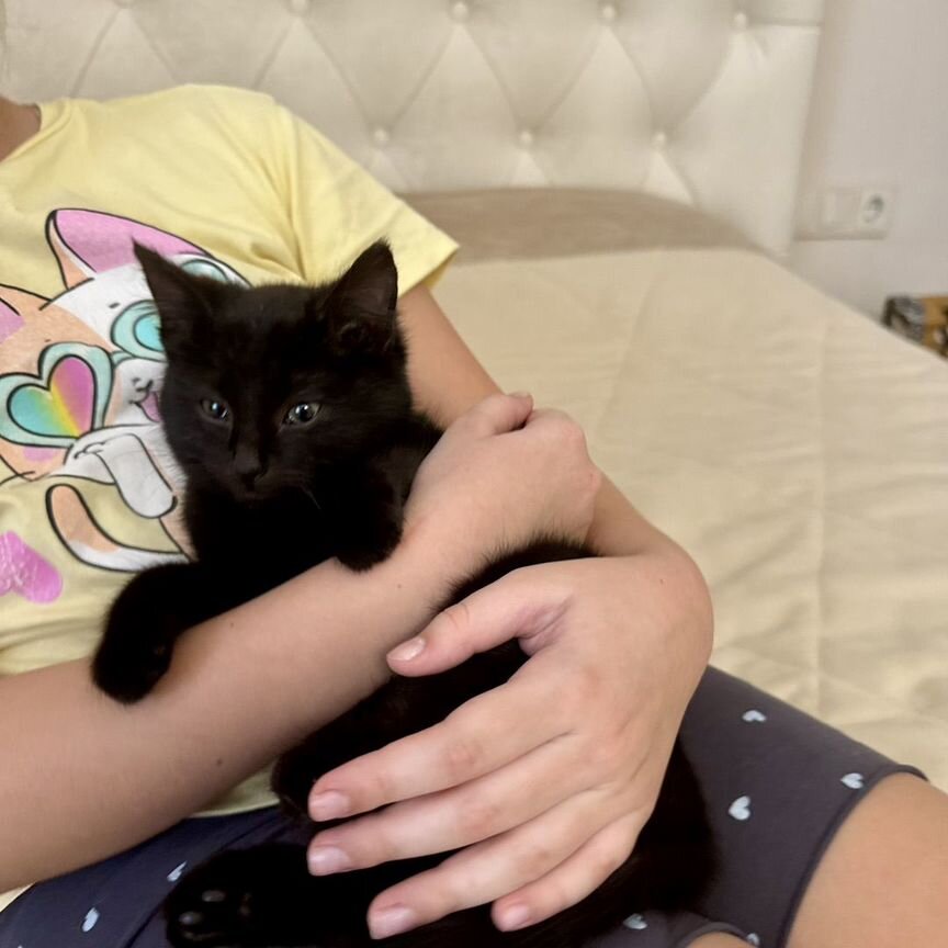 Котенок мальчик