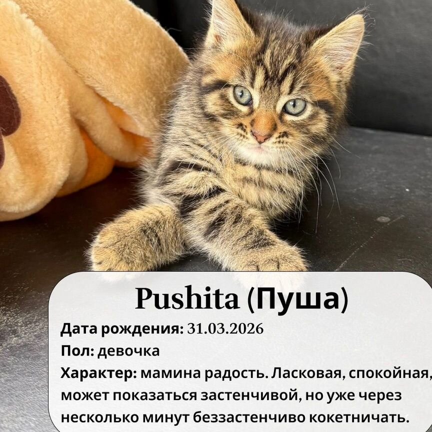 Котёнок в добрые руки