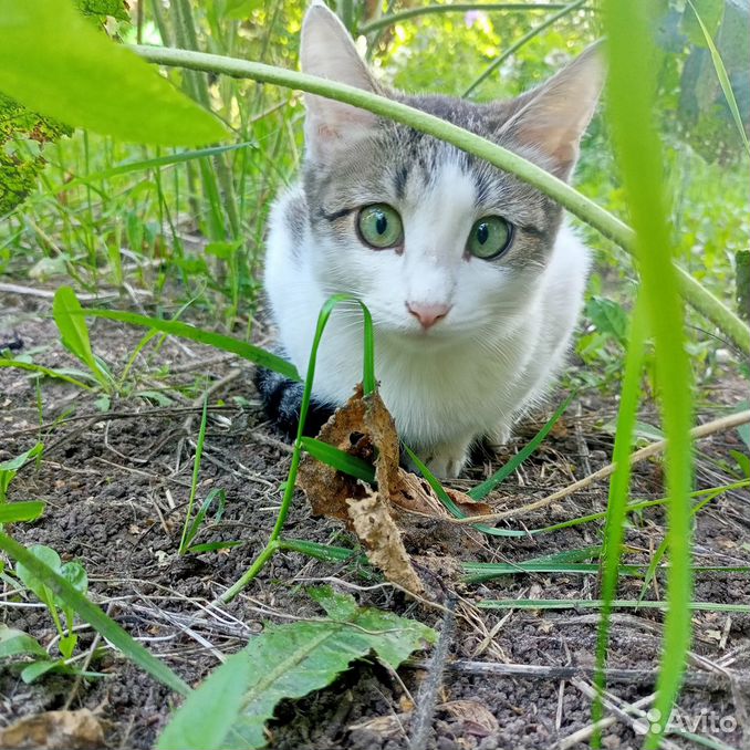 Бездомный котёнок, 4.5-5 месяцев