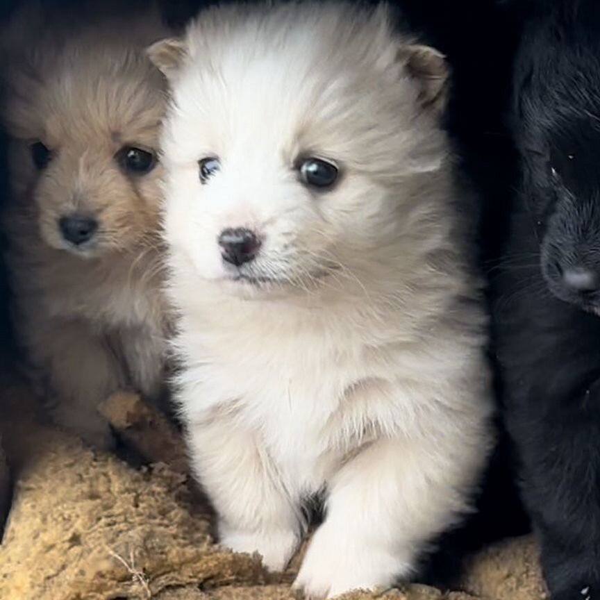 Щенки маленьких пород