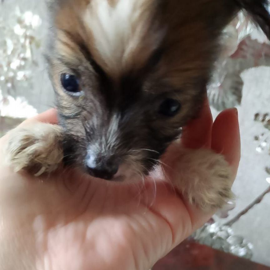 Китайская хохлатая, щенок