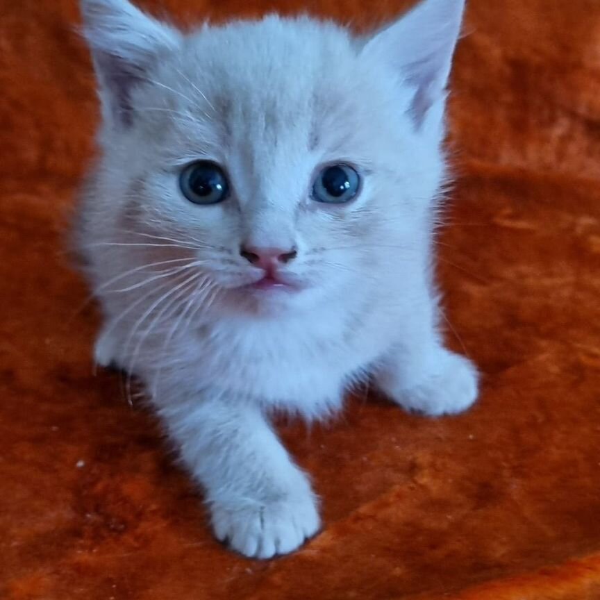 Котята в добрые руки бесплатно