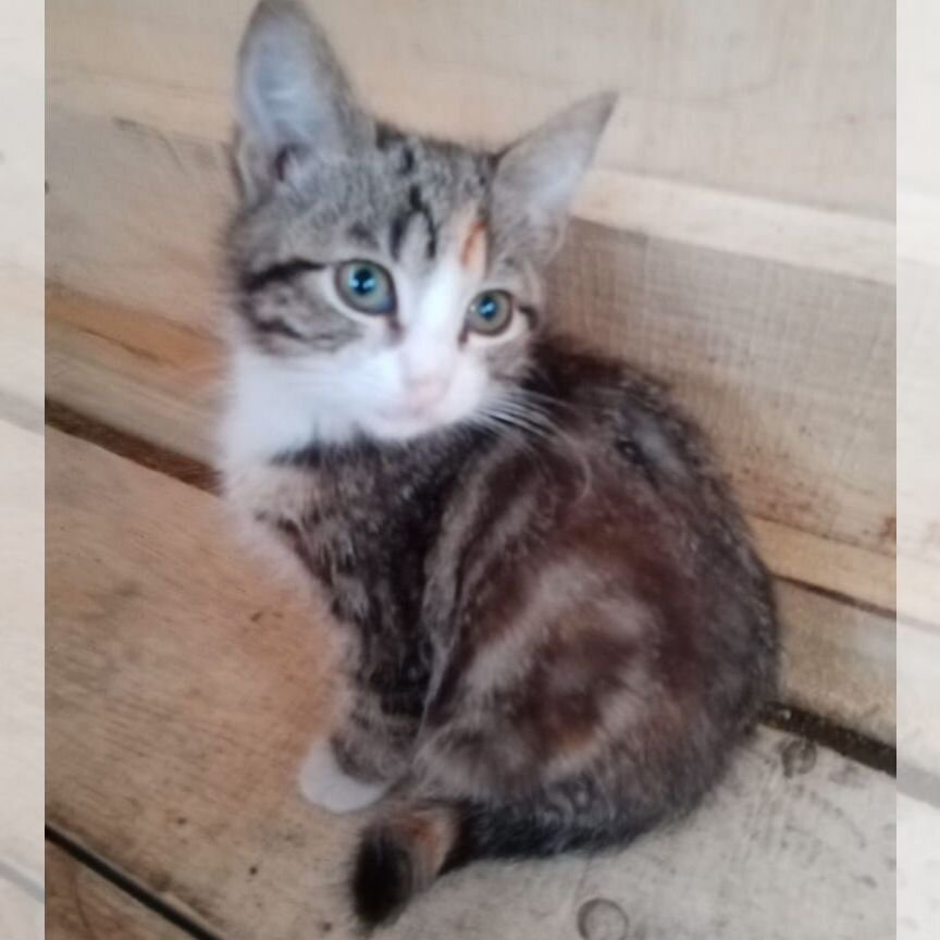 Котята в добрые руки девочка