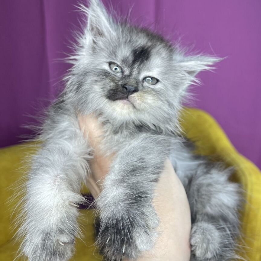 Мейн-кун девочка серебряная