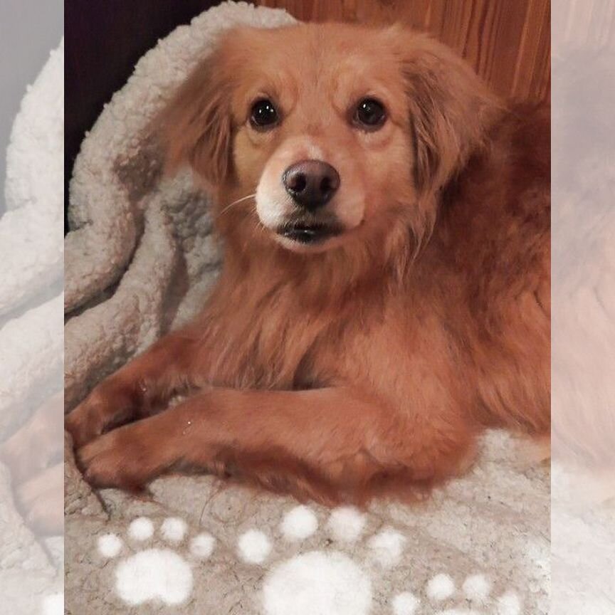 Взрослый пёс в добрые руки