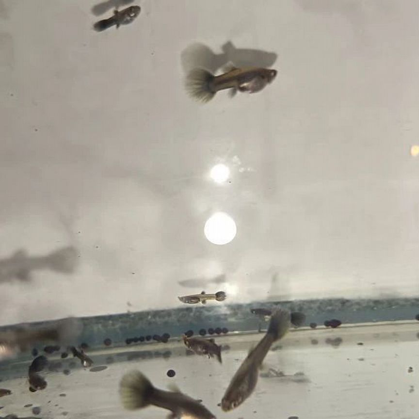 Гуппи черный принц