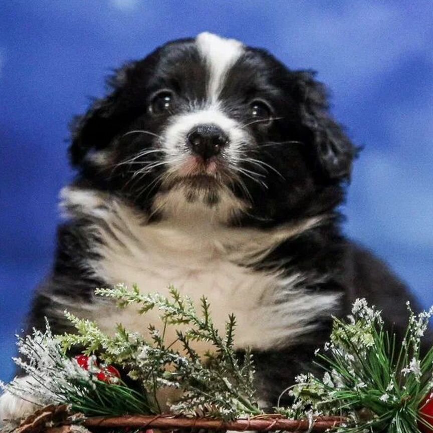 Миниатюрная американская овчарка, щенок