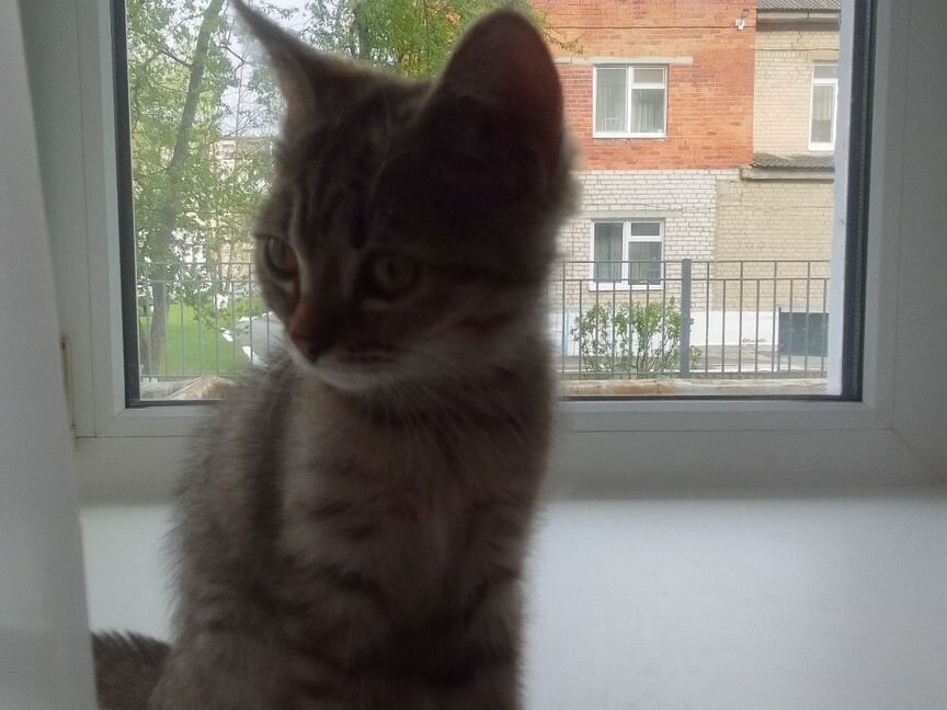 Котенок