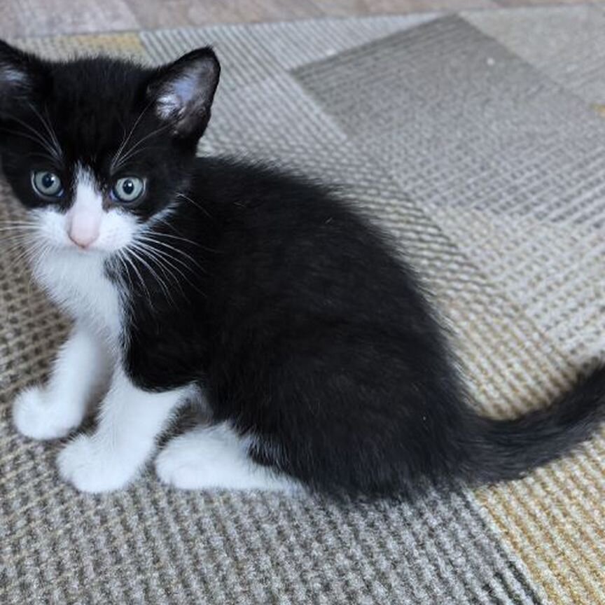 Котёнок в добрые руки