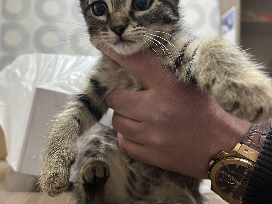 Отдам котят в добрые руки