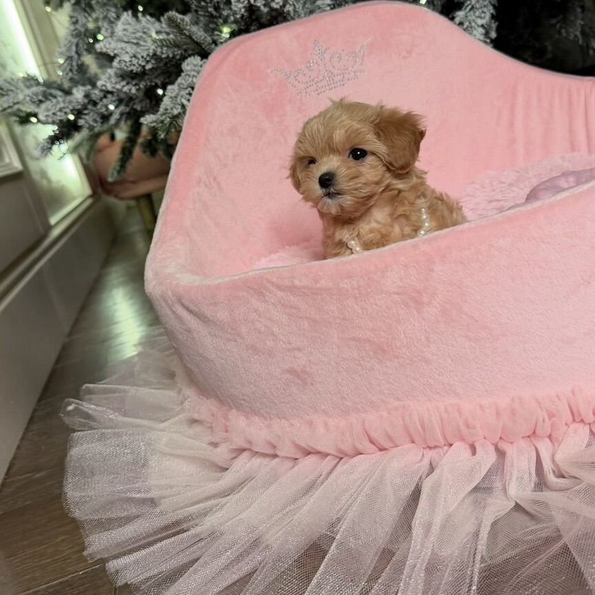 Мальтипу, щенок