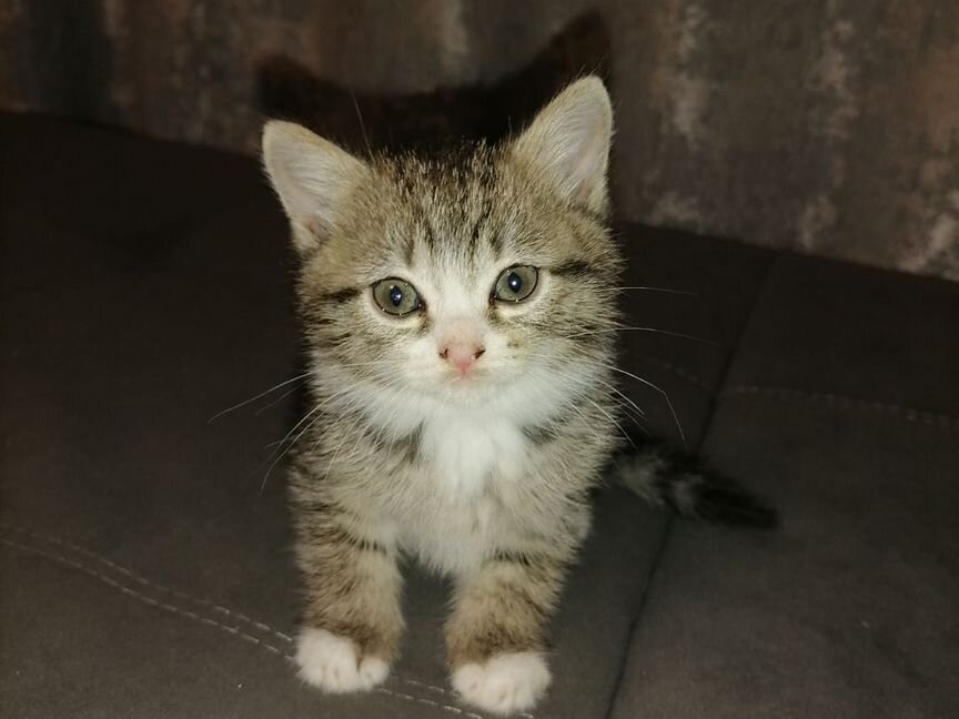 Кошка