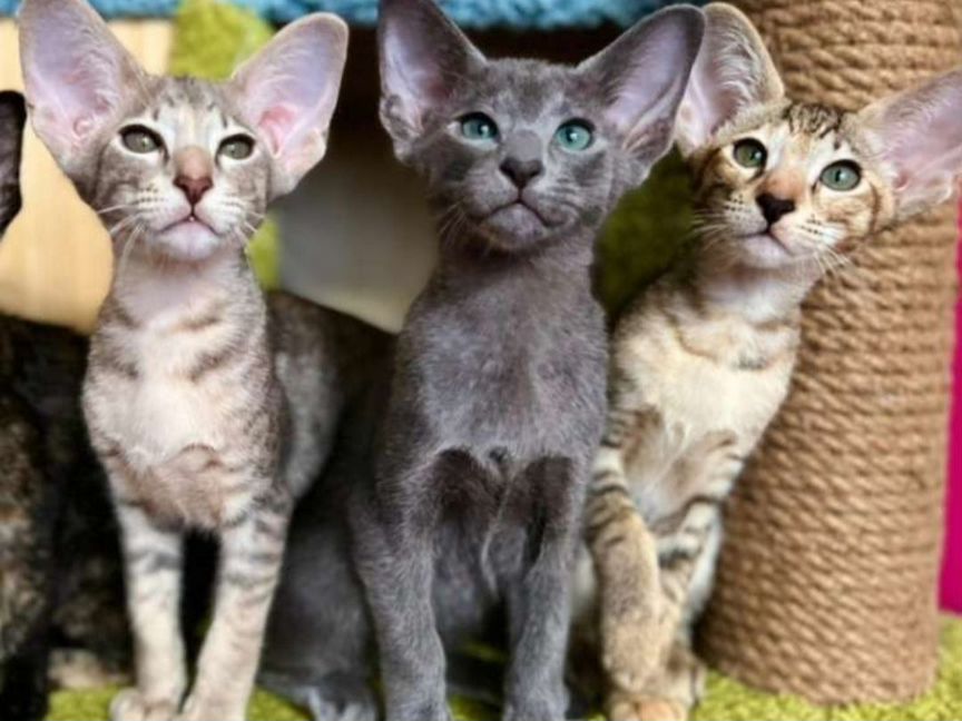 Ориентальные котята