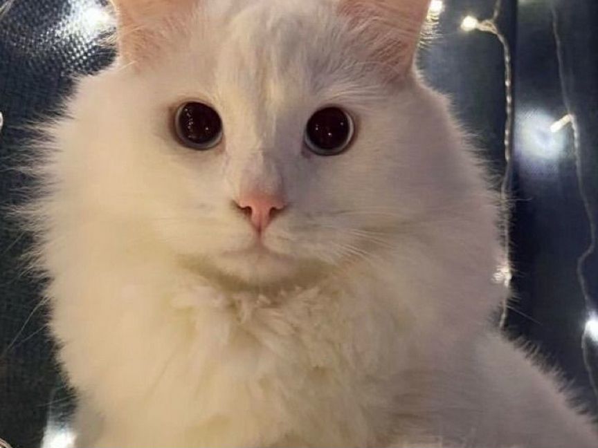 Голубоглазый кот