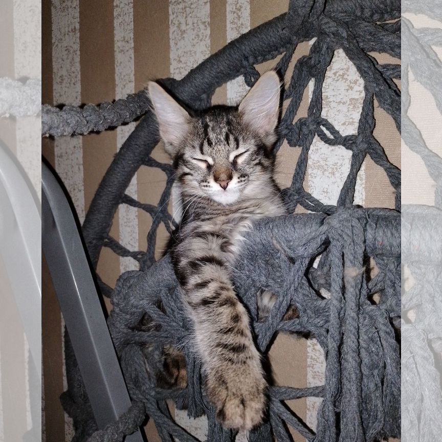 Пристраивается котёнок