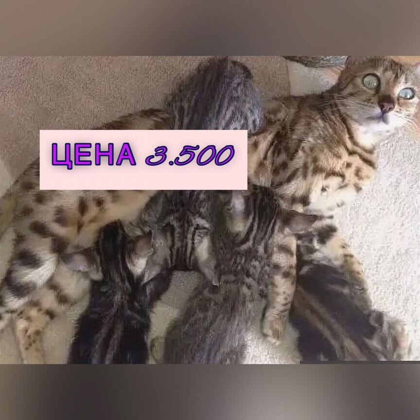 Бенгальские мраморные котята