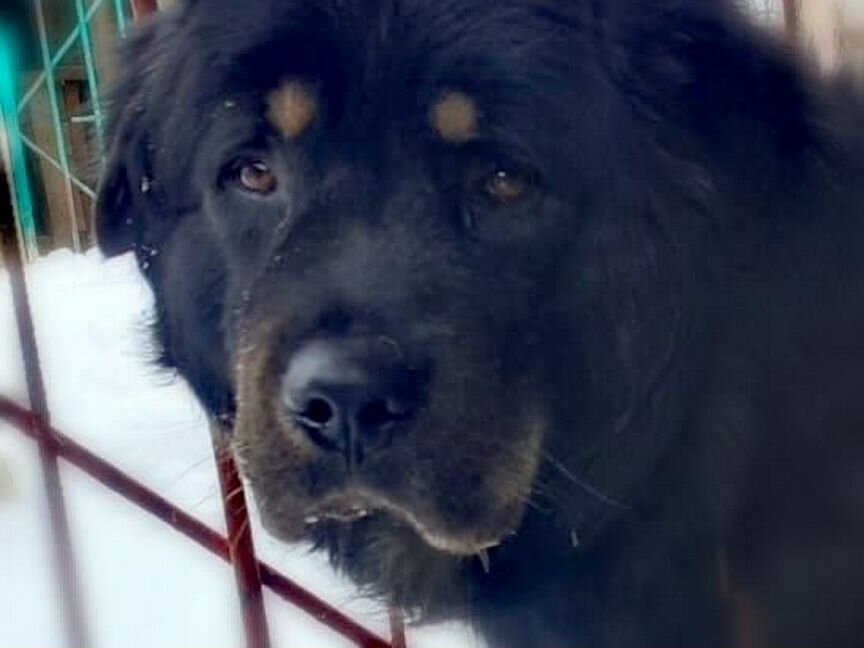 Платон, тибетский мастиф, 3 г