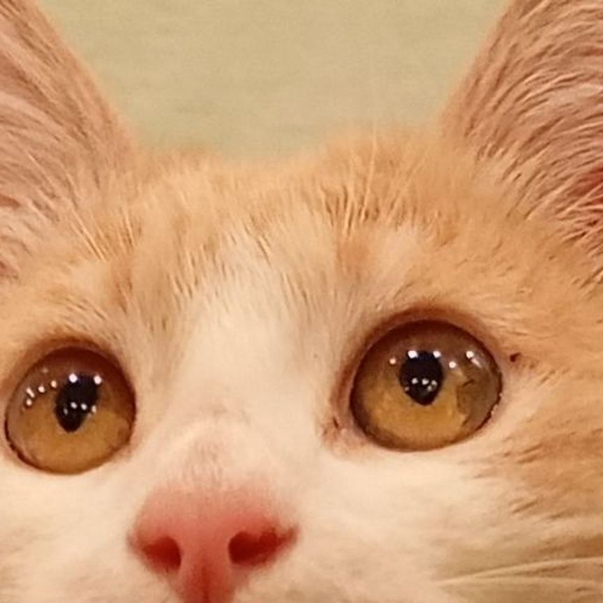 Котёнок - рыжик хочет найти дом