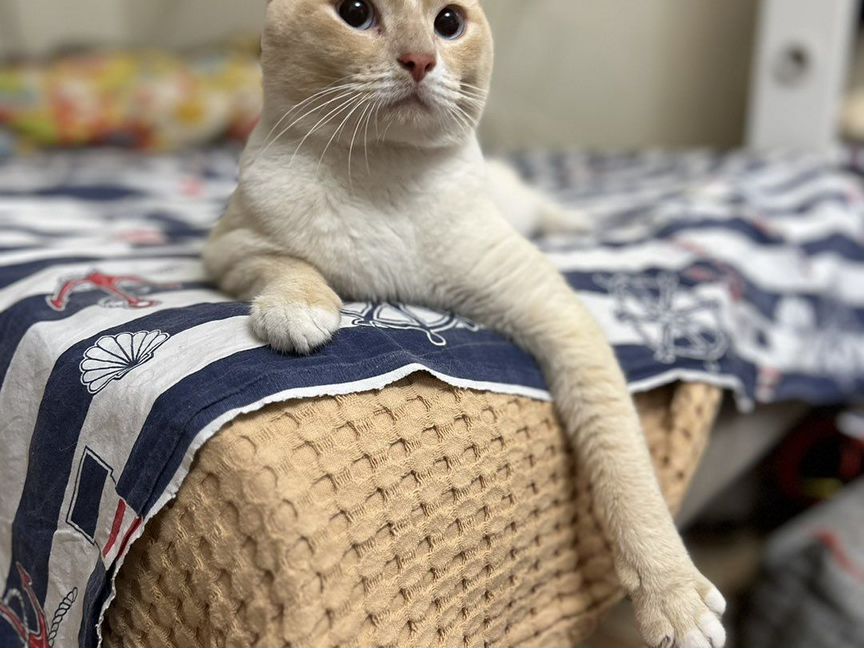 Тайский кот ищет дом
