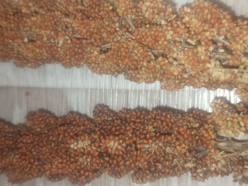 Чумиза в колосках(сенегальское просо)