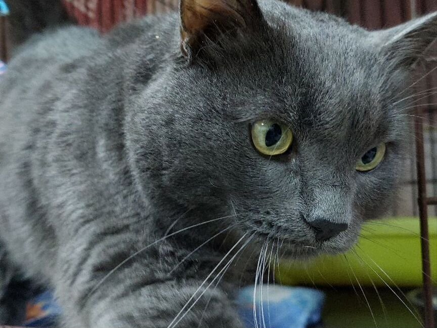 Кот Эдди