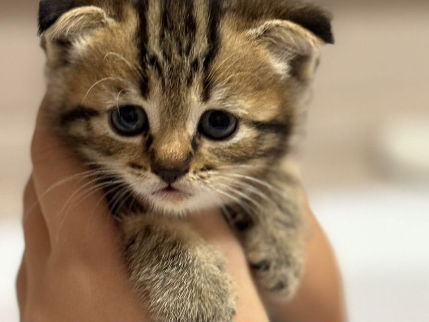 Шотландские котята
