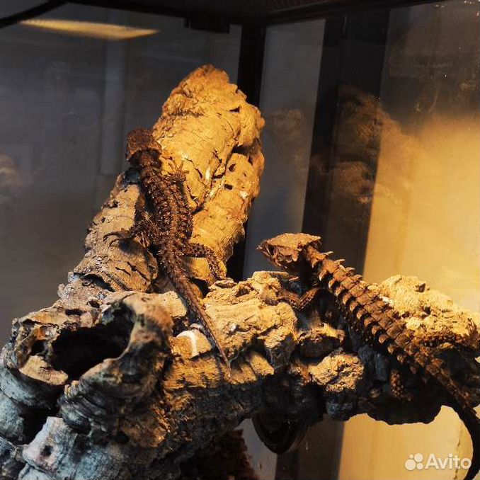 Крокодиловый сцинк