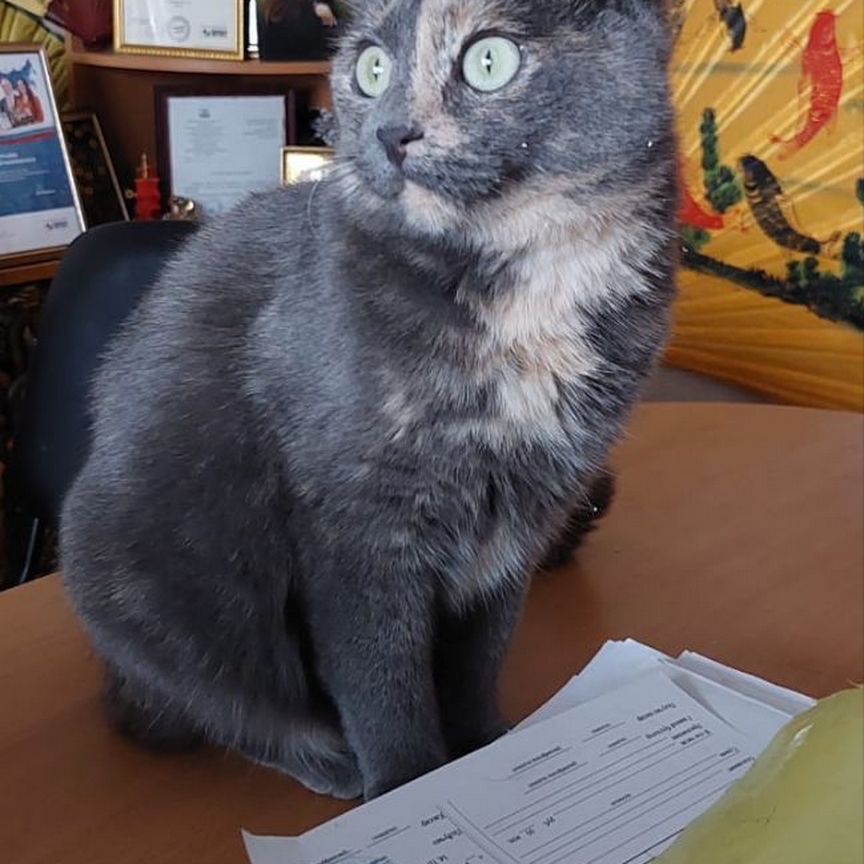 Кошки