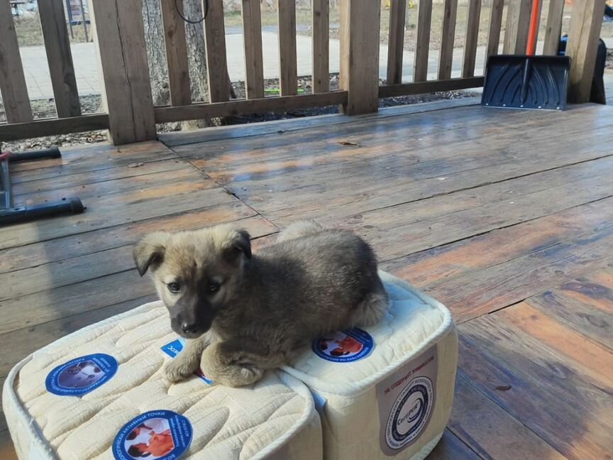 Отдам в добрые руки