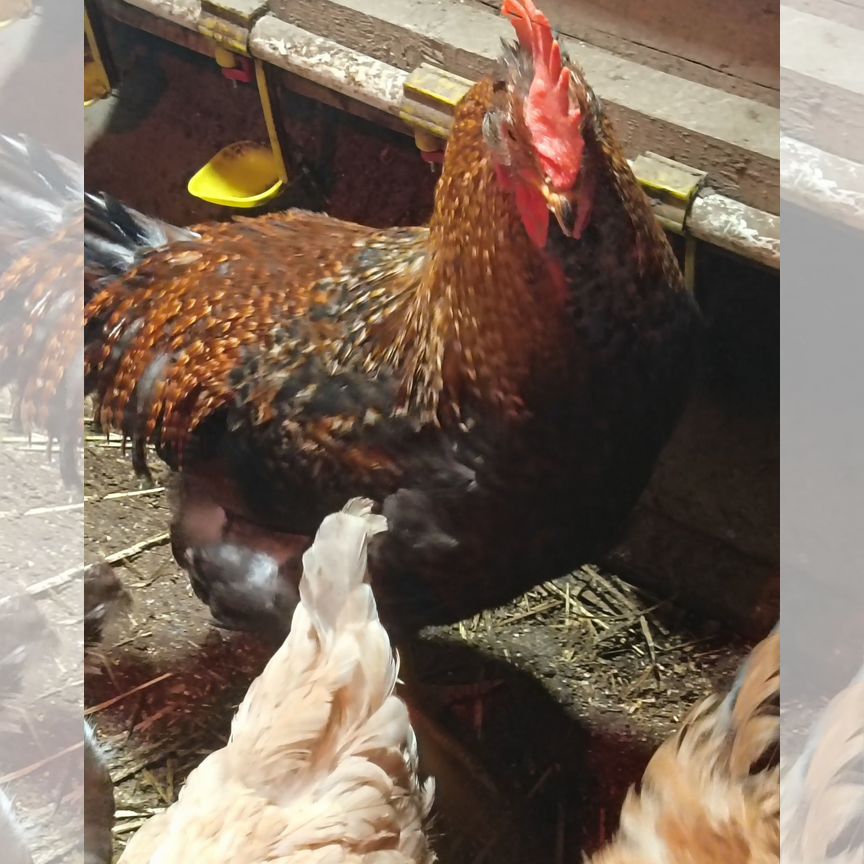 Молодые петушки