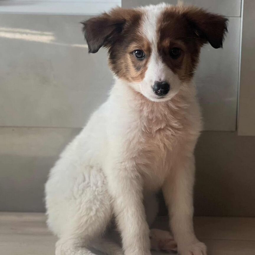 Щенок в добрые руки