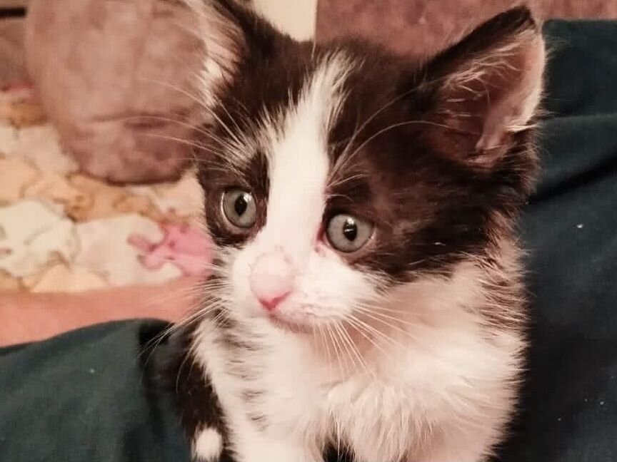 Котенок девочка 1,5 мес