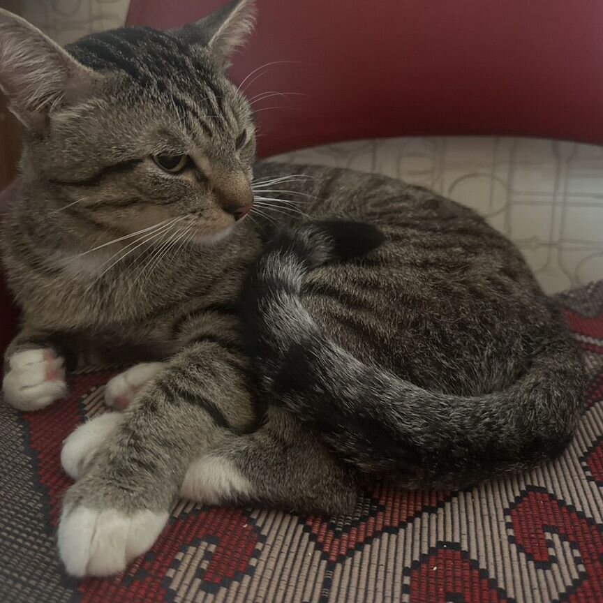 Взрослый кот в добрые руки