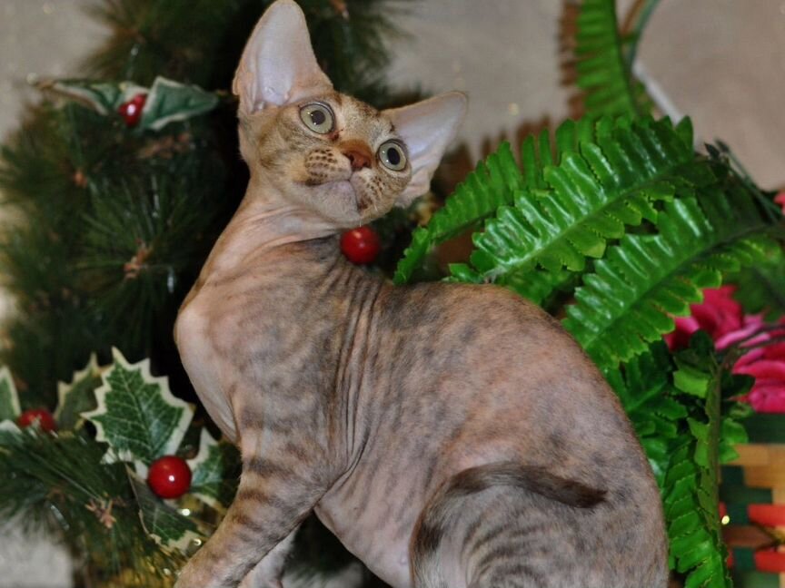 Кошка Devon rex