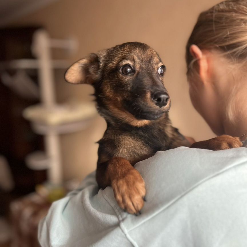 Щенок в добрые руки