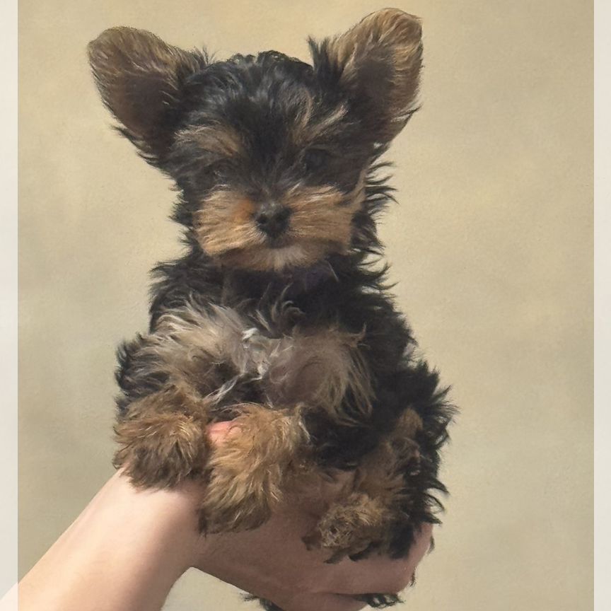 Йоркширский терьер, щенок