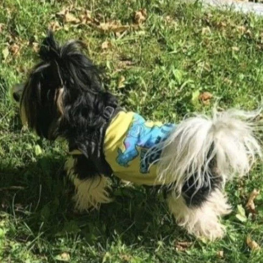 Бивер-йоркширский терьер, щенок