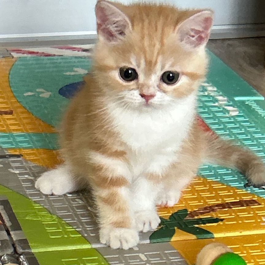 Шотландские котята