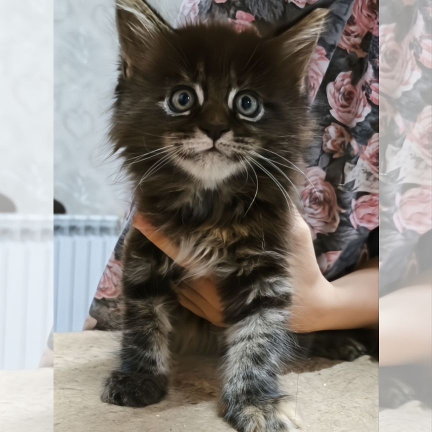 Мейн-кун котёнок